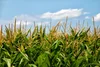 Simply A-Maize-N Popcorn & Snacks