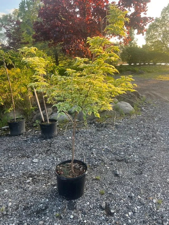 Samaritan Dogwood — Whirlwind Trees + Shrubs