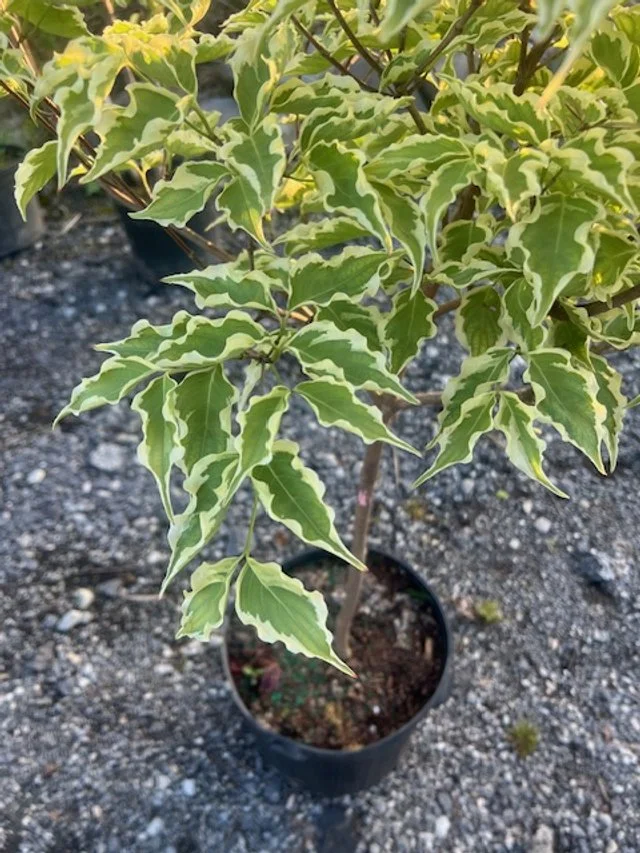 Samaritan Dogwood — Whirlwind Trees + Shrubs