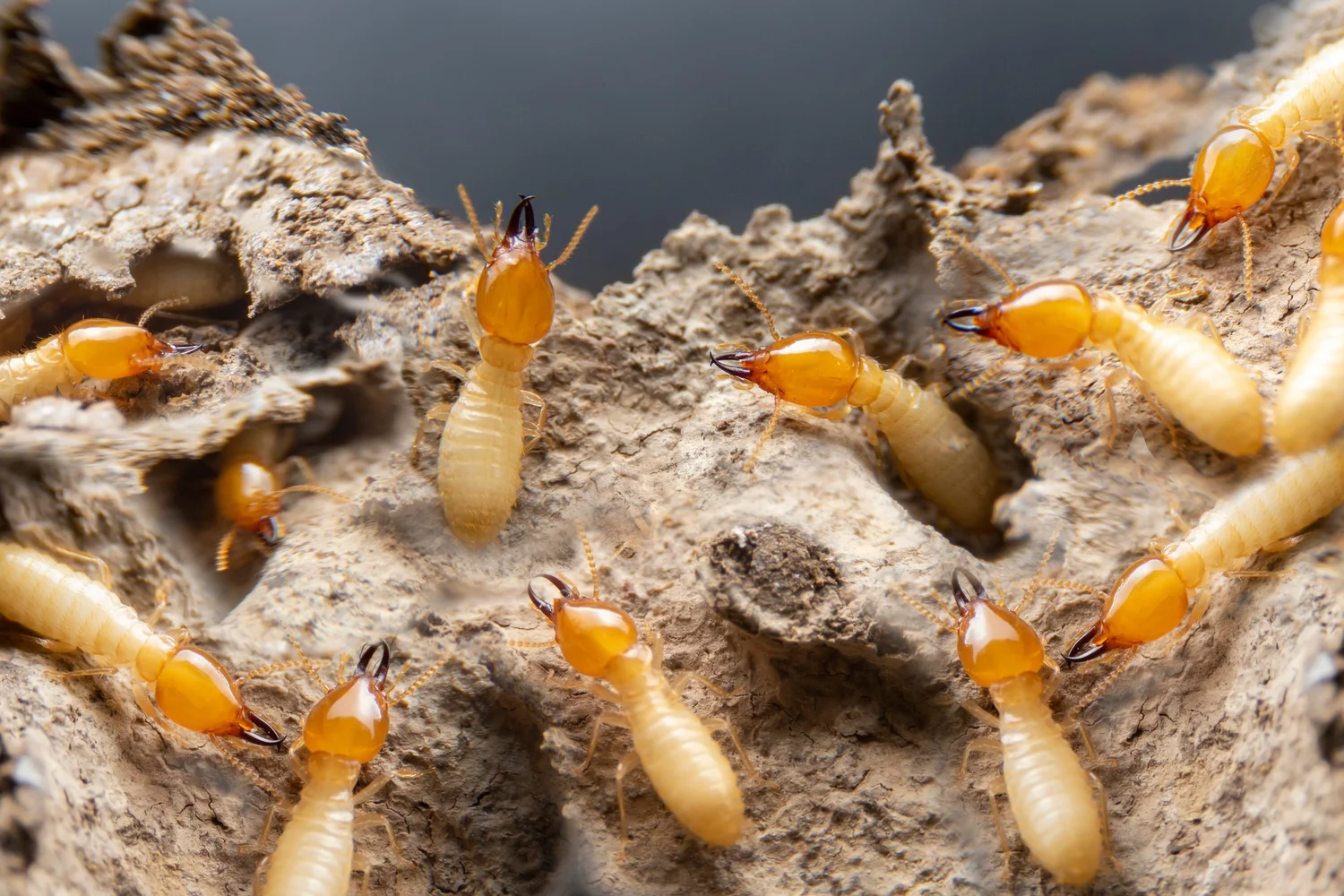 5 Common Causes of a Termite Infestation — Varsity Termite & Pest Control