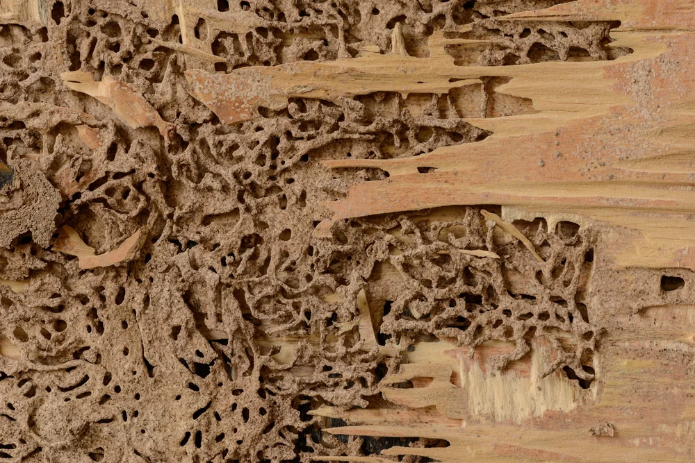 Blog — Varsity Termite & Pest Control