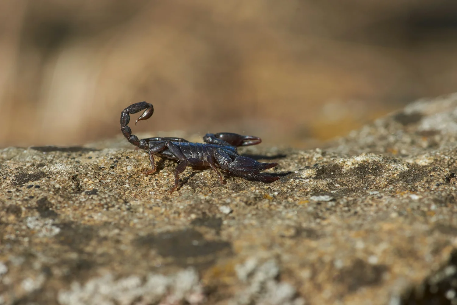 Gilbert Arizona Scorpion Control | Varsity Termite & Pest Control