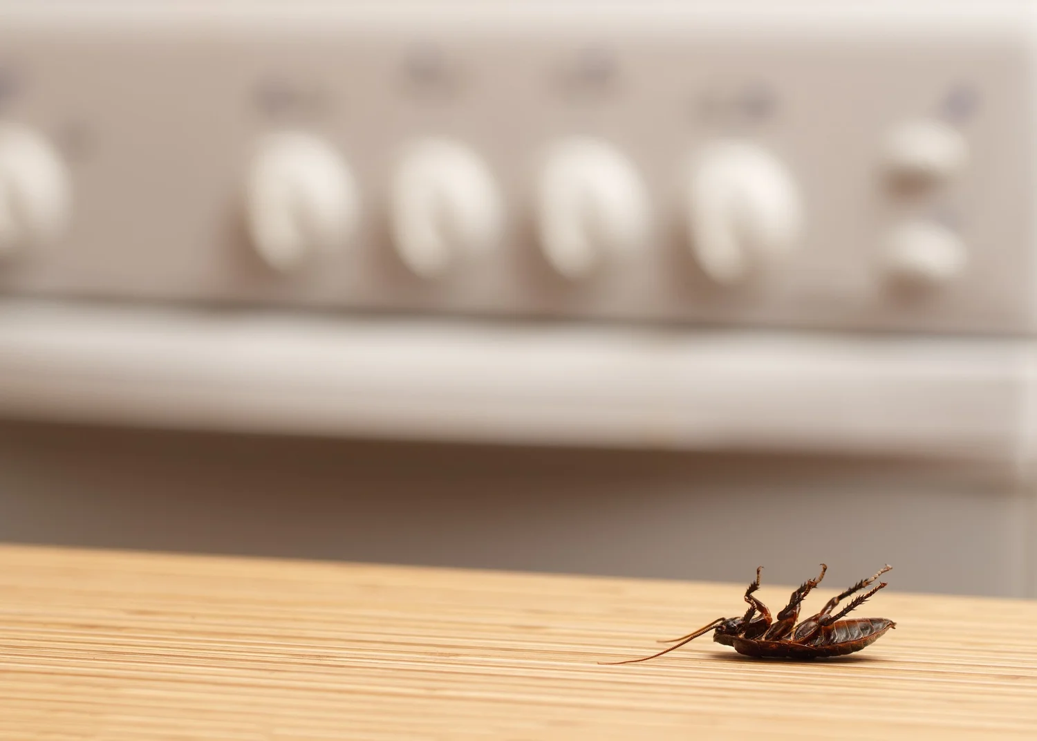 Effective Ways to Prevent Cockroaches in an Apartment — Varsity Termite ...