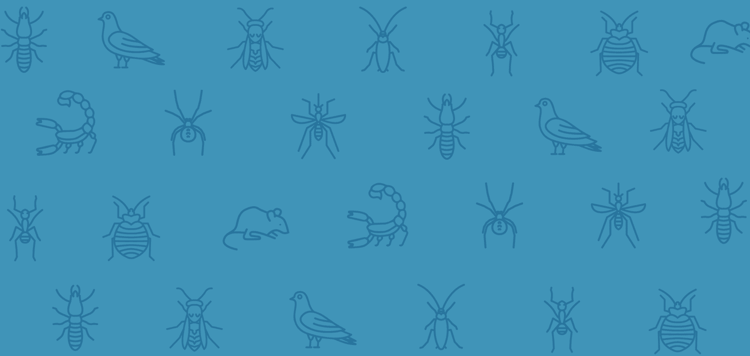 Pest Prevention — Varsity Pest Control Blog | Expert Tips & Insights in ...