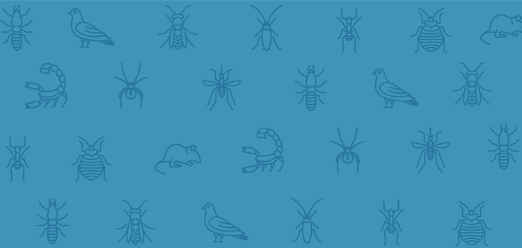 Expert Pest Control & Removal Services in Arizona