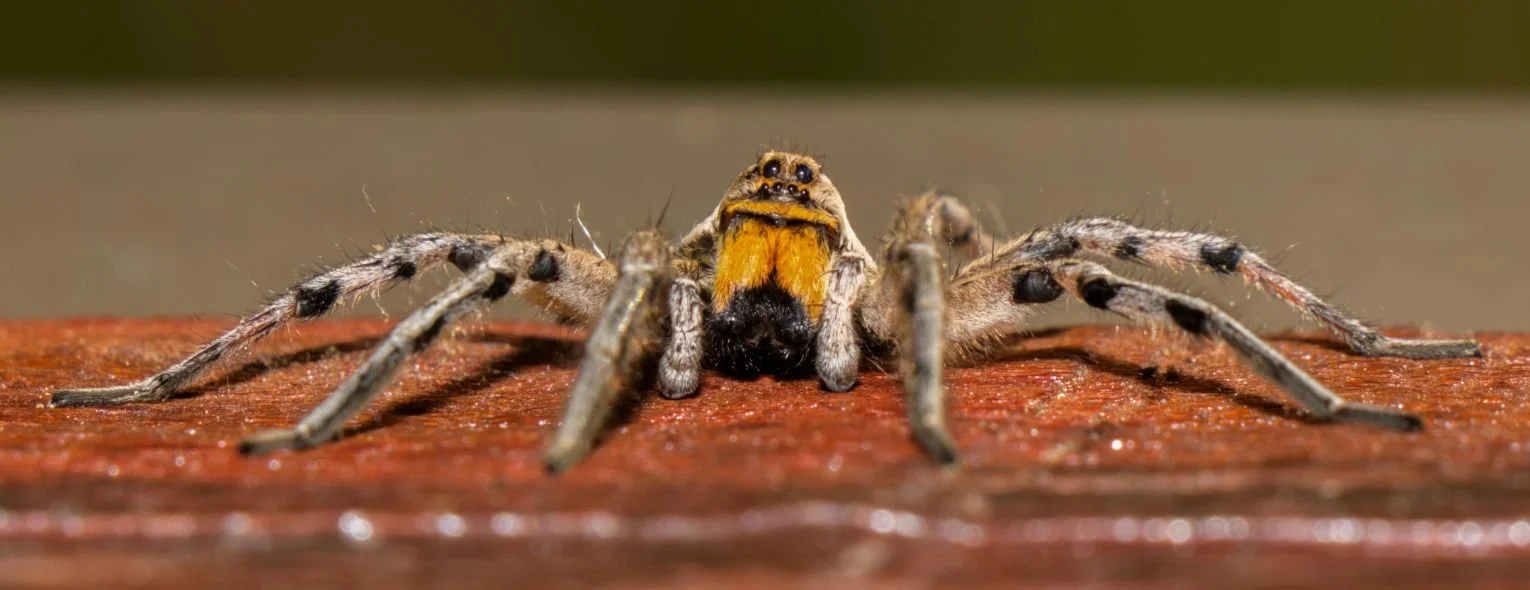 Keep Spiders & Scorpions Out of Arizona Homes in Summer — Varsity ...