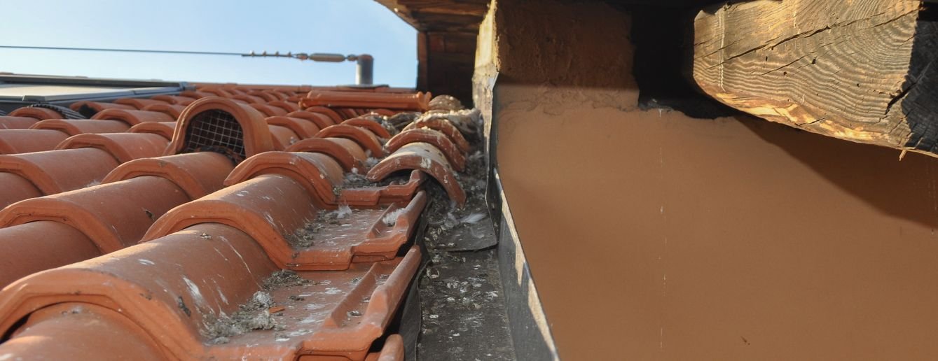 Homeowners’ Guide to Preventing Pigeon Damage — Varsity Termite & Pest ...