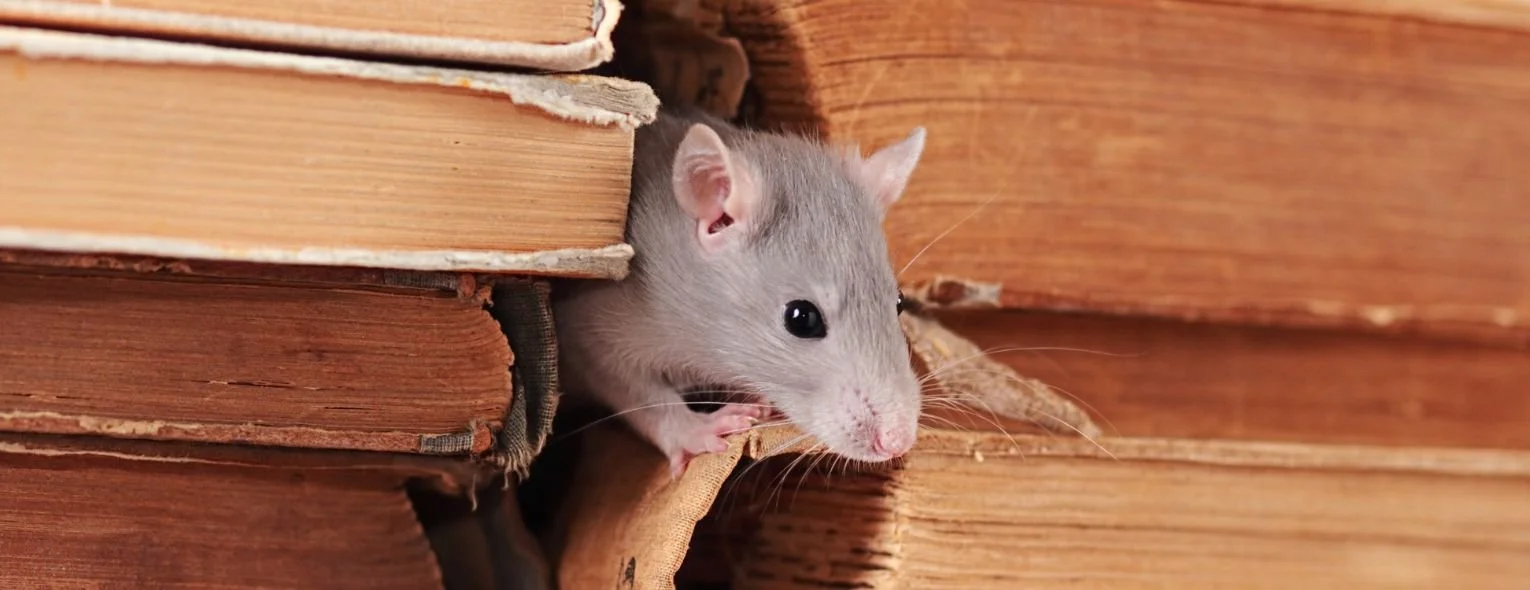 5 Crucial Signs to Look out for if You Suspect a Rodent Infestation ...