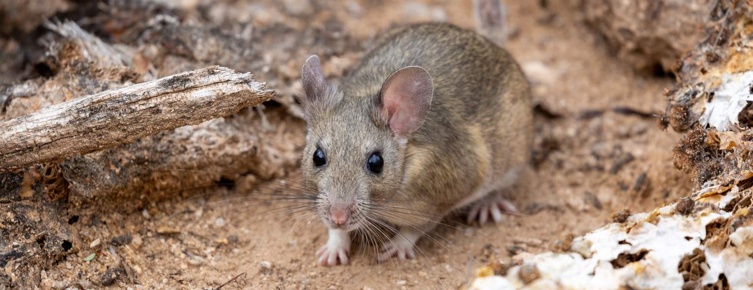 How to Prevent Winter Rodent Infestations — Varsity Termite & Pest Control