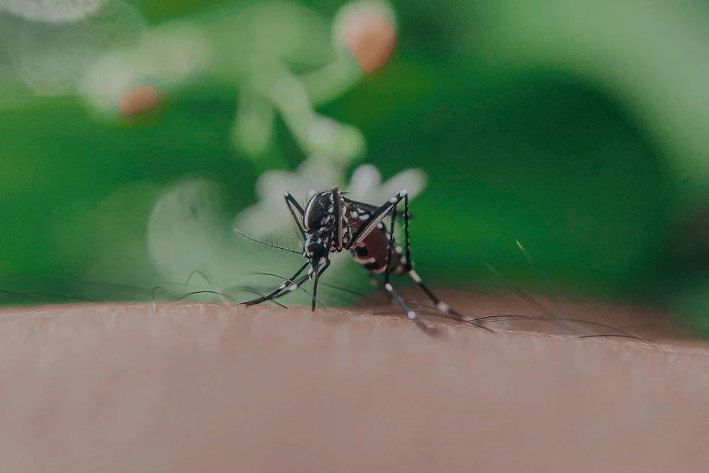 Where do Mosquitoes Hide? A Simple Guide to Find Them on Your Property — Varsity Termite & Pest ...