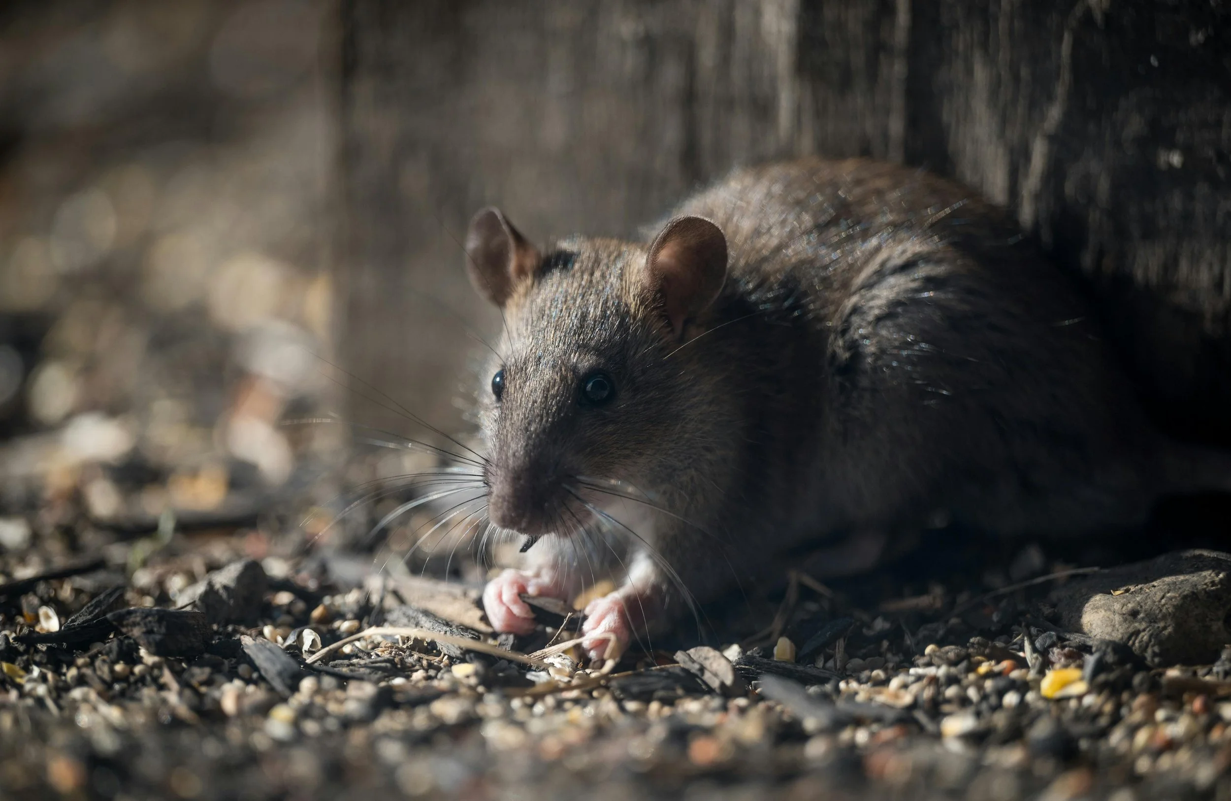 Essential Tips to Keep Roof Rats Out of Your Home — Varsity Termite ...