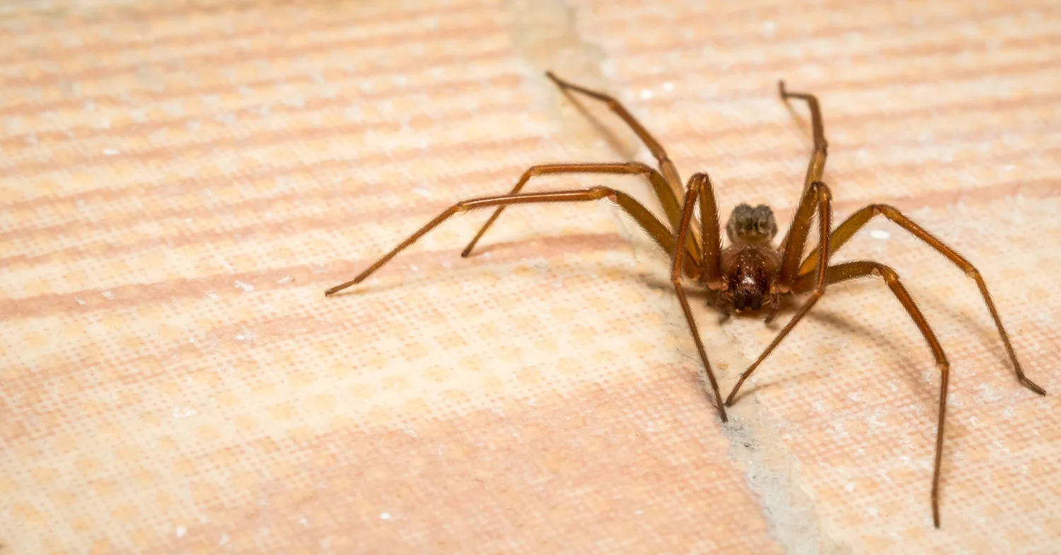 How Can I Tell If I Have Brown Recluse Inside My House? — Varsity ...