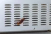 Roaches Crawling In and Out of Your Microwave? Here’s How to Get Rid of ...