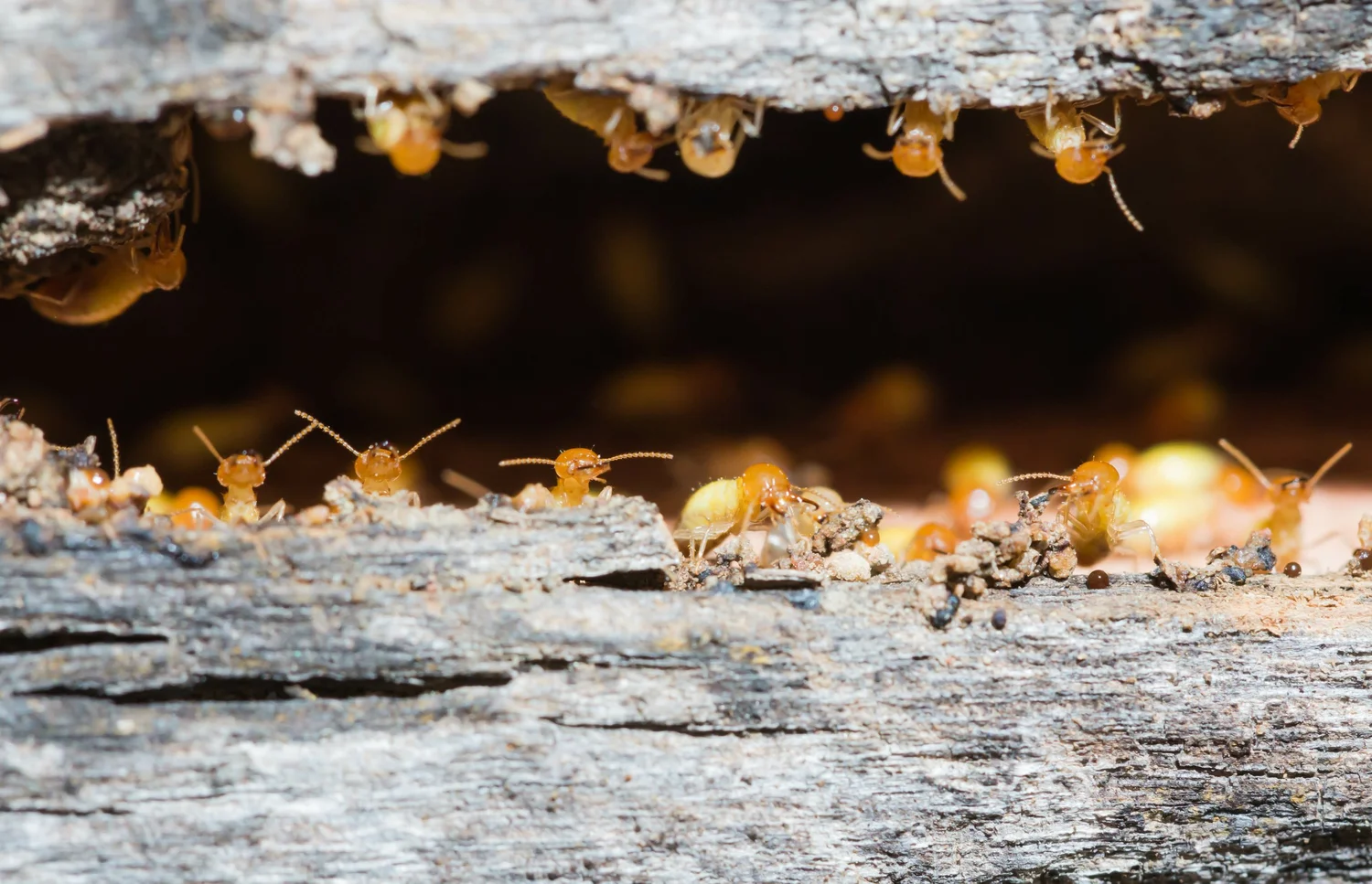 Do Termites Eat All Kinds of Wood? — Varsity Termite & Pest Control