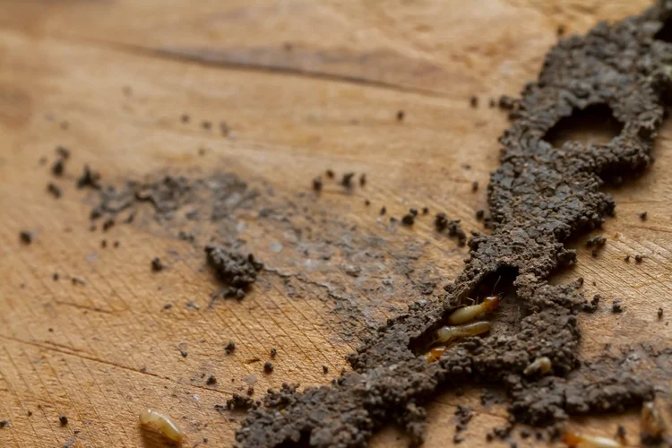 4 Natural Termite Treatment Methods — Varsity Termite & Pest Control