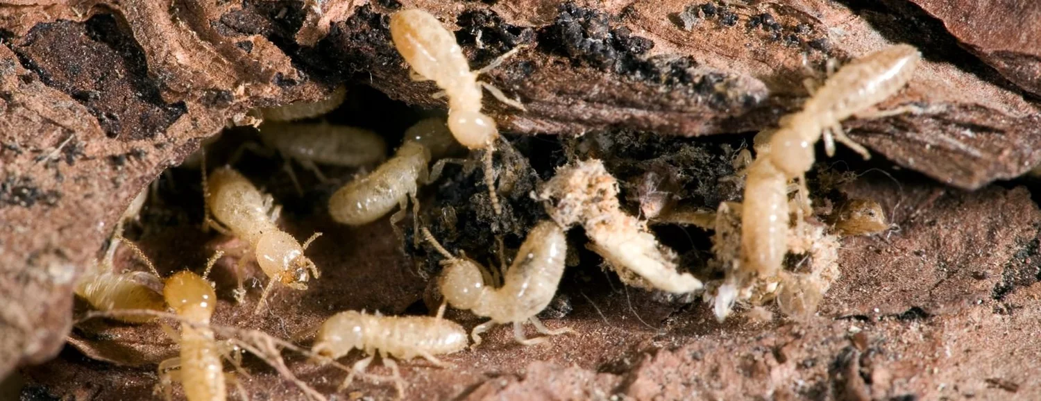 Can Termites Affect Your Health? — Varsity Termite & Pest Control