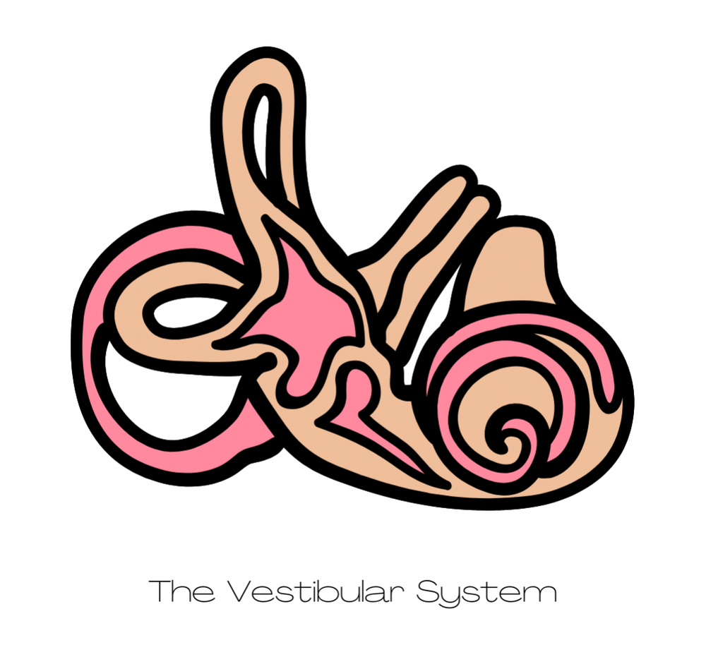 Vestibular Rehabilitation — Bloom Physical Therapy