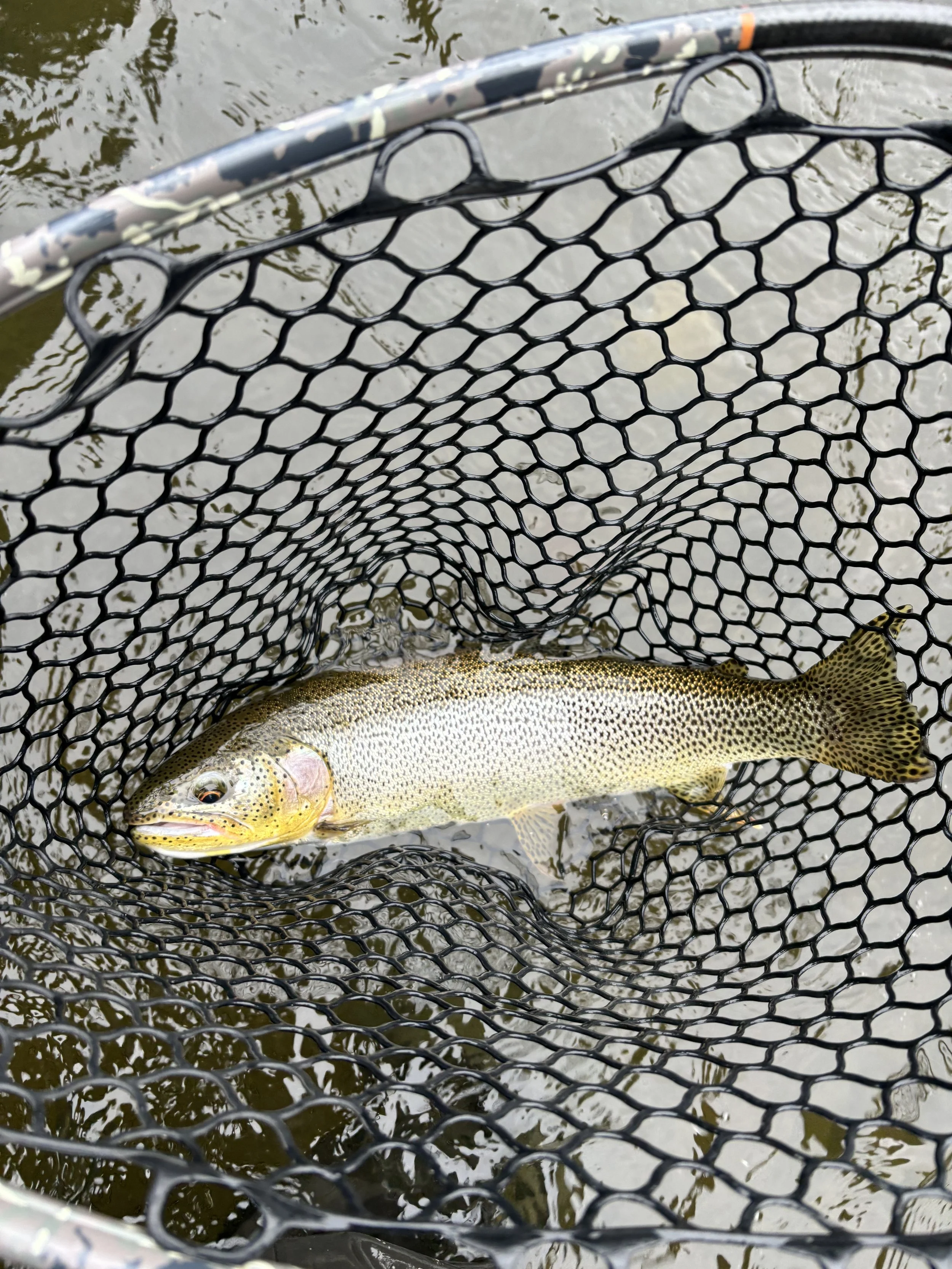 Lake Crescent Fish: Rare Trout Found in One of Washington’s Deepest ...
