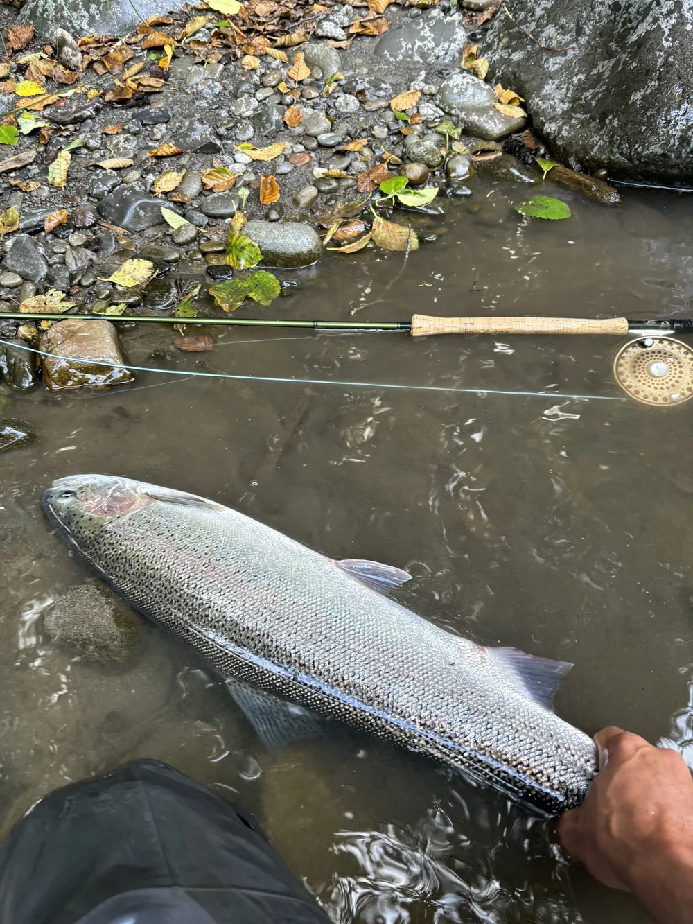 Steelhead Spey Flies: The Complete Guide to Essential Patterns for ...