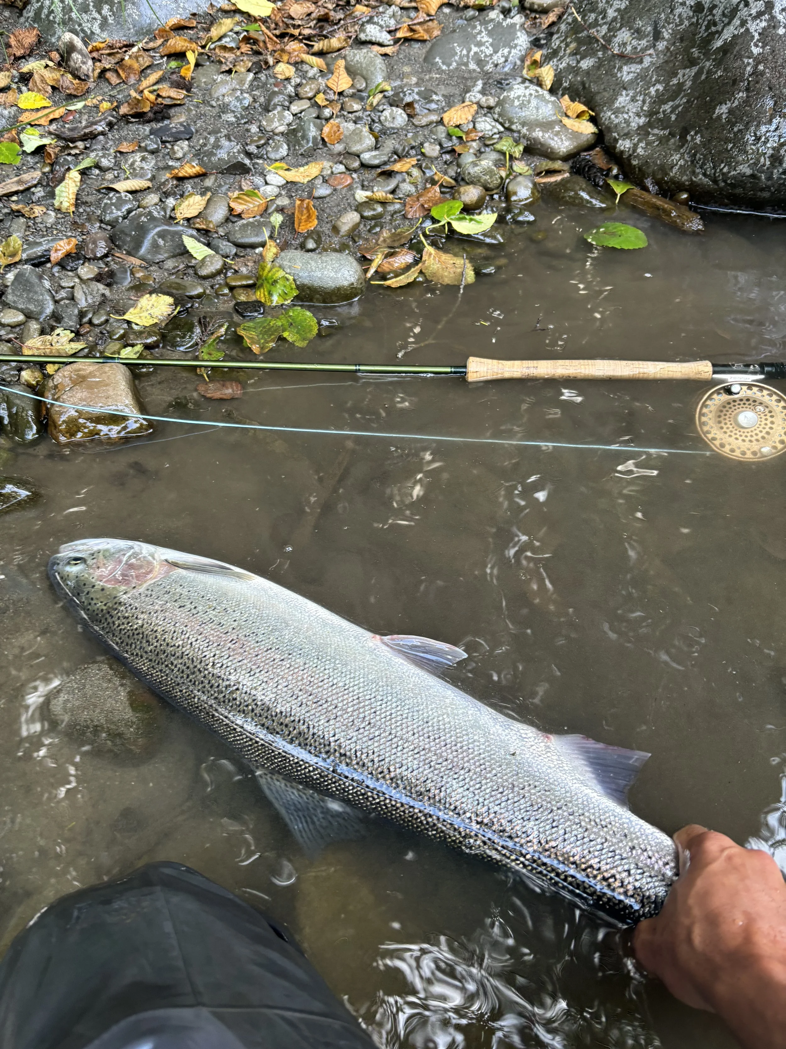 Steelhead Spey Flies: The Complete Guide to Essential Patterns for ...