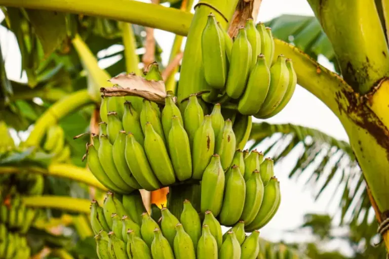 Les problèmes des bananes : impacts écologiques et scandales sanitaires ...