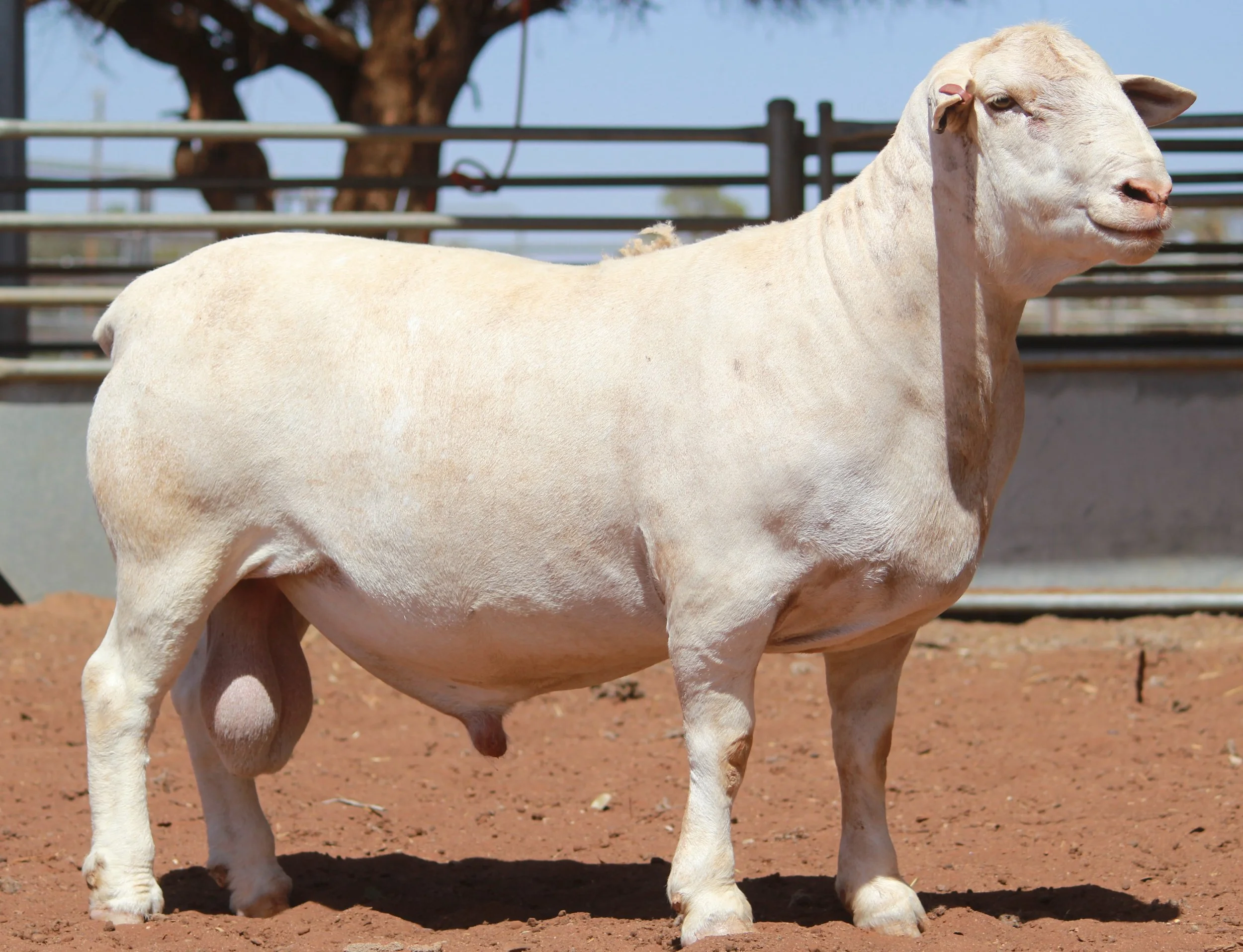 Etiwanda White Dorpers — Etiwanda