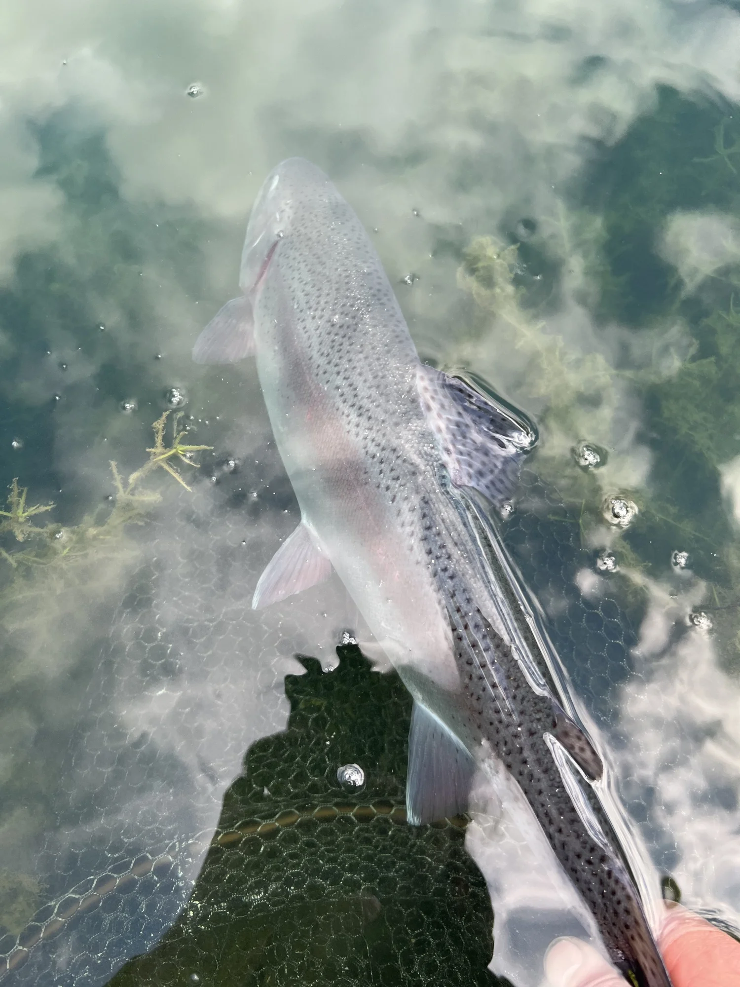 TaylorMadeFlyFish