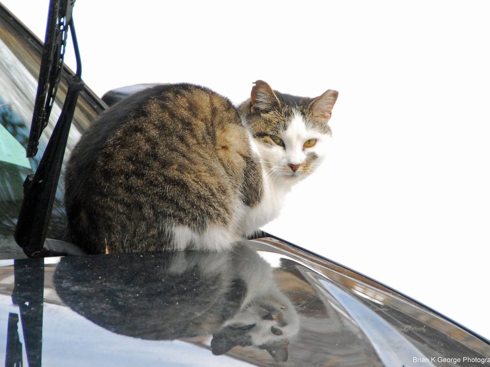 Outdoor Cats Program — Baltimore Animal Rescue and Care Shelter (BARCS)