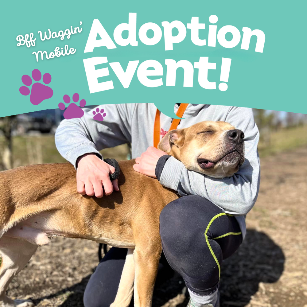 Adoption Events — Baltimore Animal Rescue and Care Shelter (BARCS)