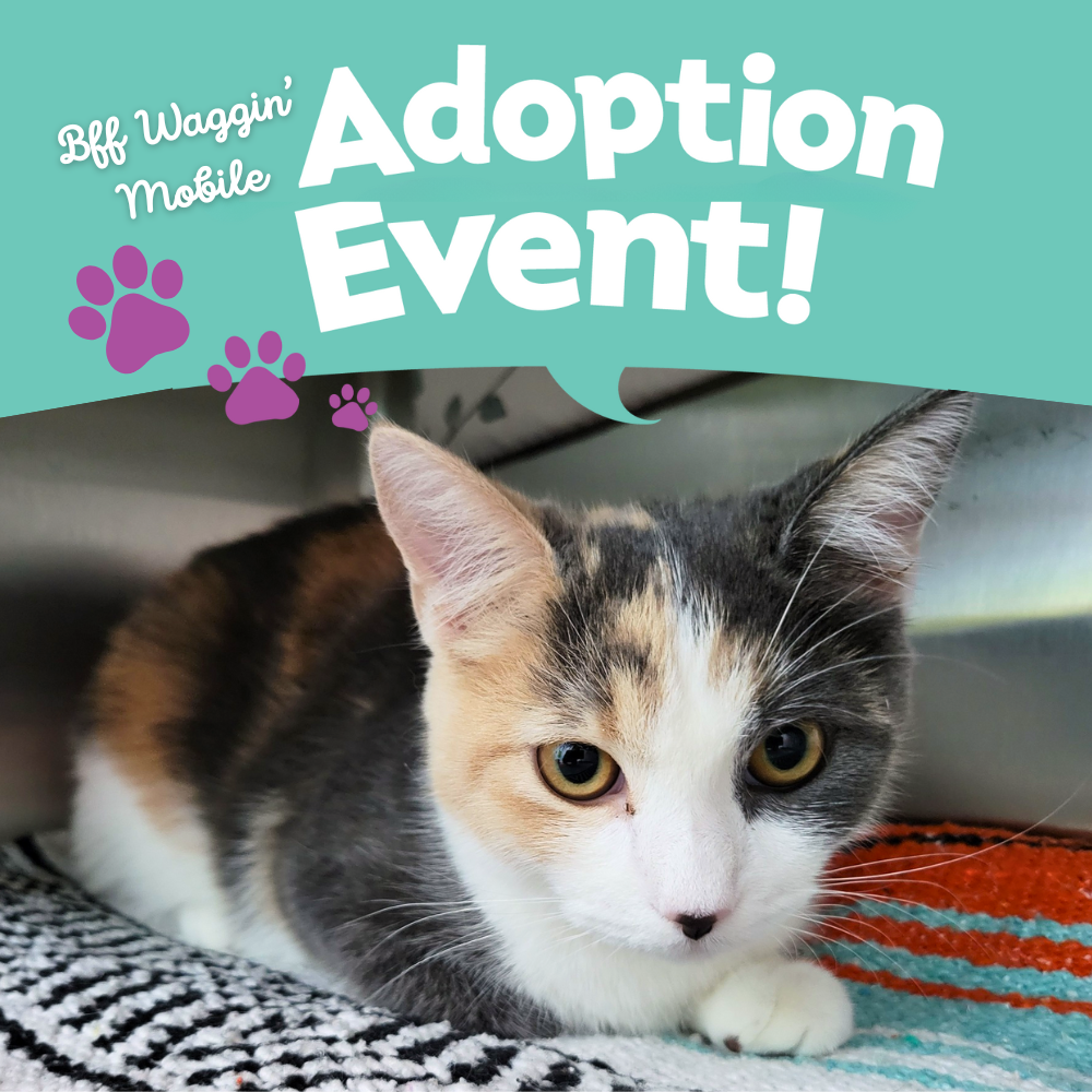 Adoption Events — Baltimore Animal Rescue and Care Shelter (BARCS)