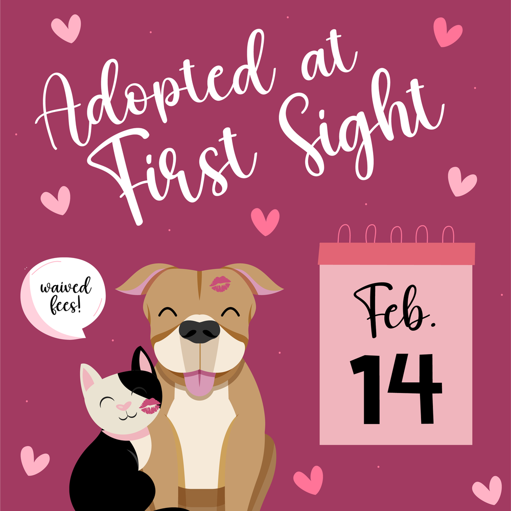 Adoption Events — Baltimore Animal Rescue and Care Shelter (BARCS)