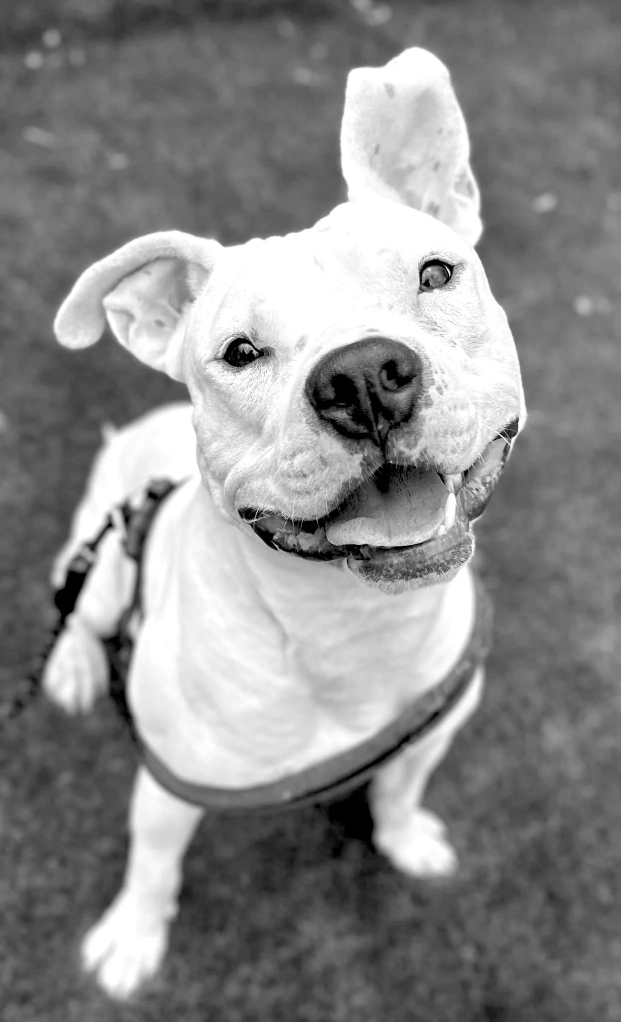Donate to BARCS — Baltimore Animal Rescue and Care Shelter (BARCS)
