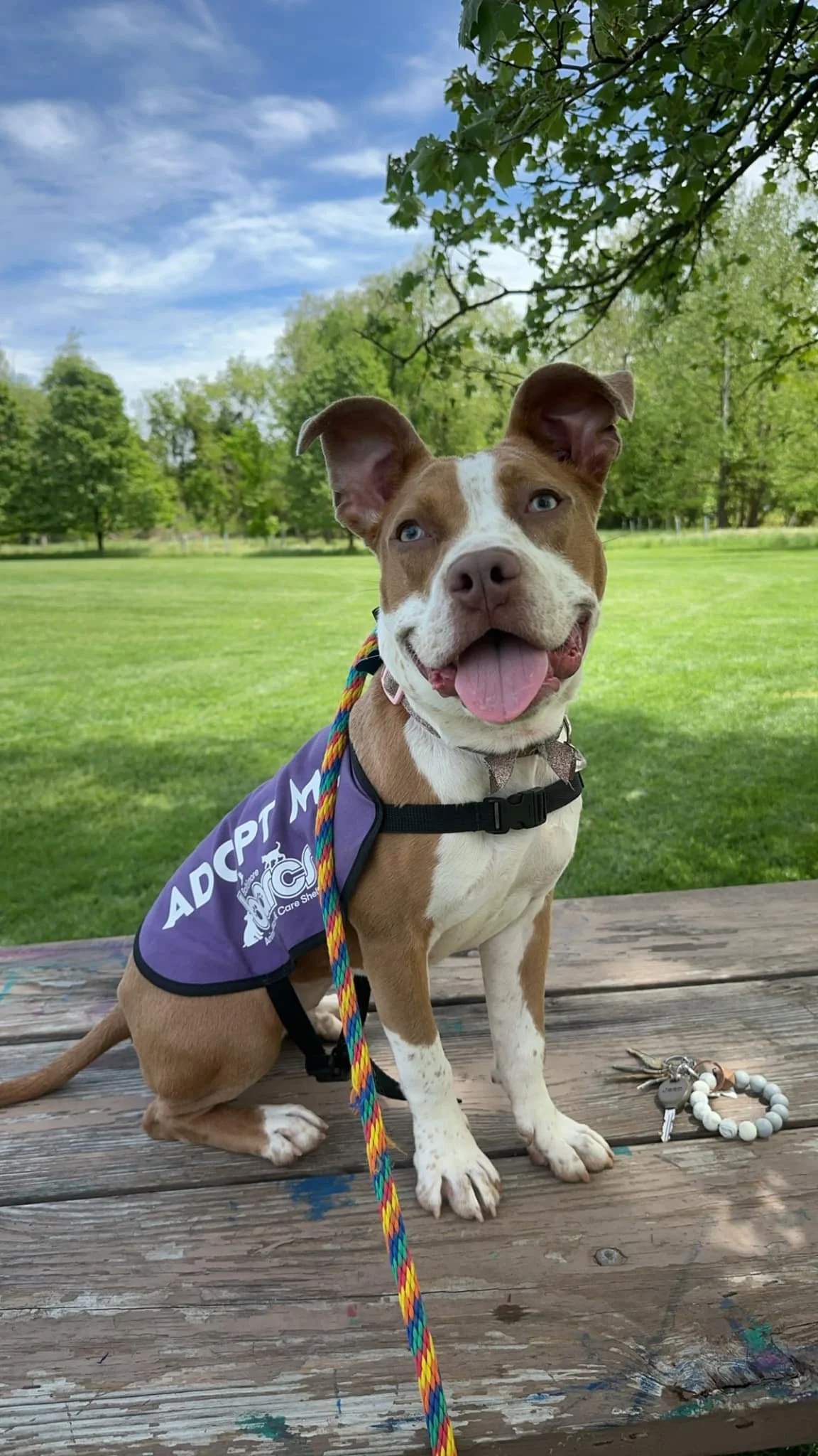 Annual Reports & Statistics — Baltimore Animal Rescue and Care Shelter ...