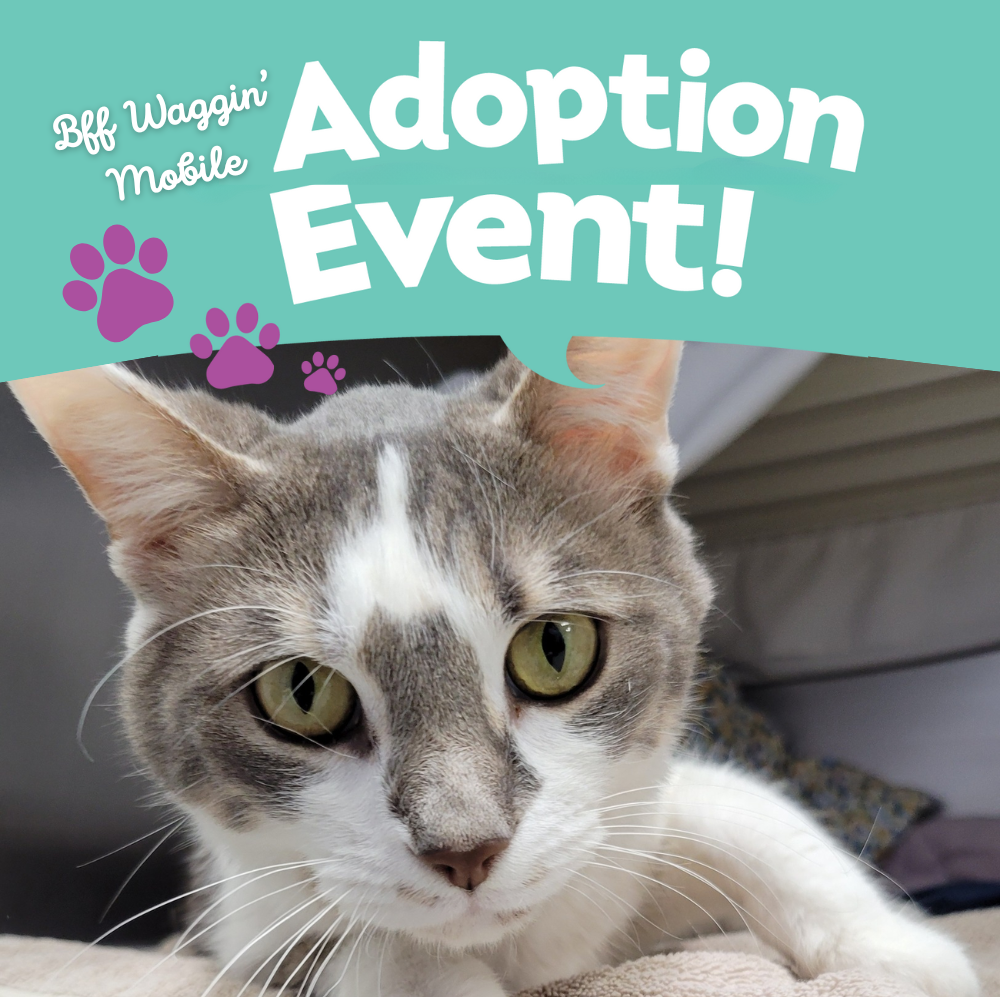 Adoption Events — Baltimore Animal Rescue and Care Shelter (BARCS)