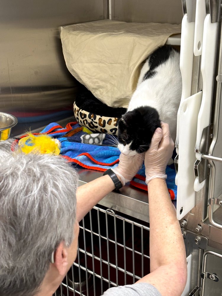 Volunteer — Baltimore Animal Rescue and Care Shelter (BARCS)