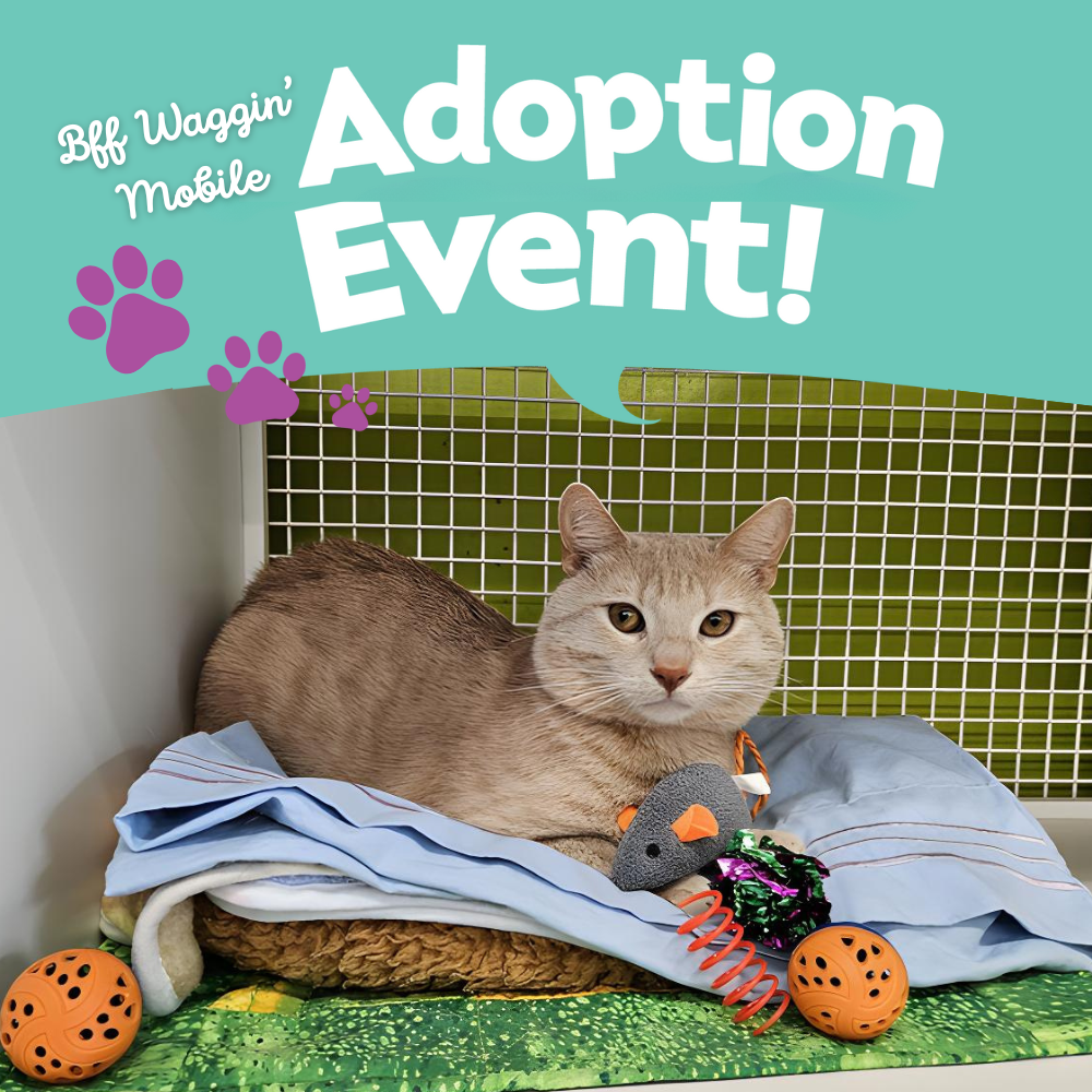 PetSmart Pop-Up Adoption Event! — Baltimore Animal Rescue and Care Shelter