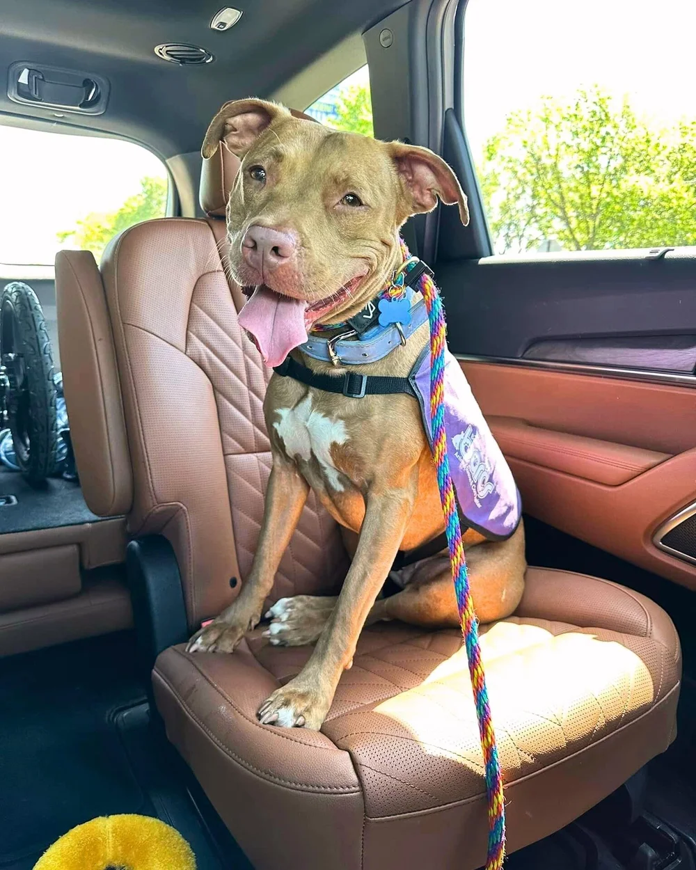 Dog's Day Out Program — Baltimore Animal Rescue and Care Shelter (BARCS)