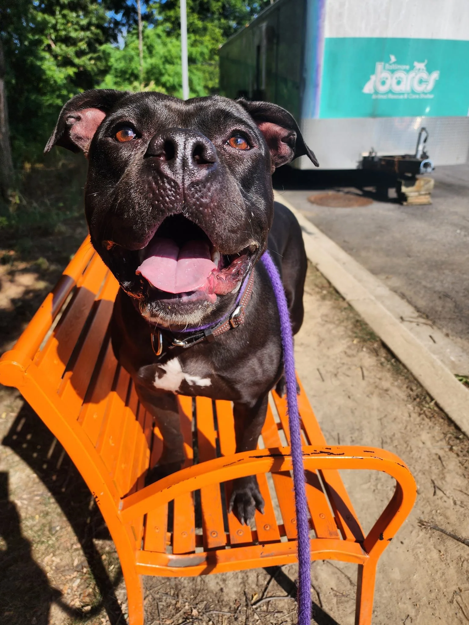 Coming Soon Landing Page — Baltimore Animal Rescue and Care Shelter (BARCS)