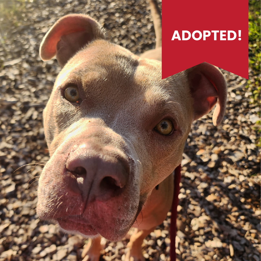 BARCS VIP Urgent List — Baltimore Animal Rescue and Care Shelter (BARCS)