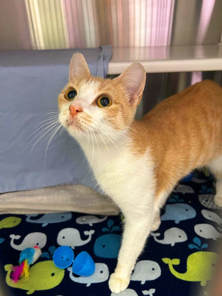 Overview of BARCS — Baltimore Animal Rescue and Care Shelter (BARCS)