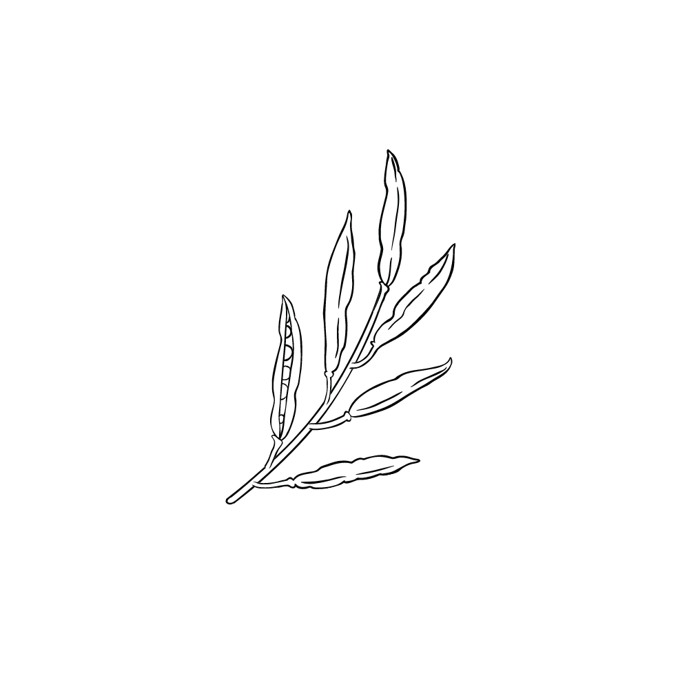 Field of Shiloh