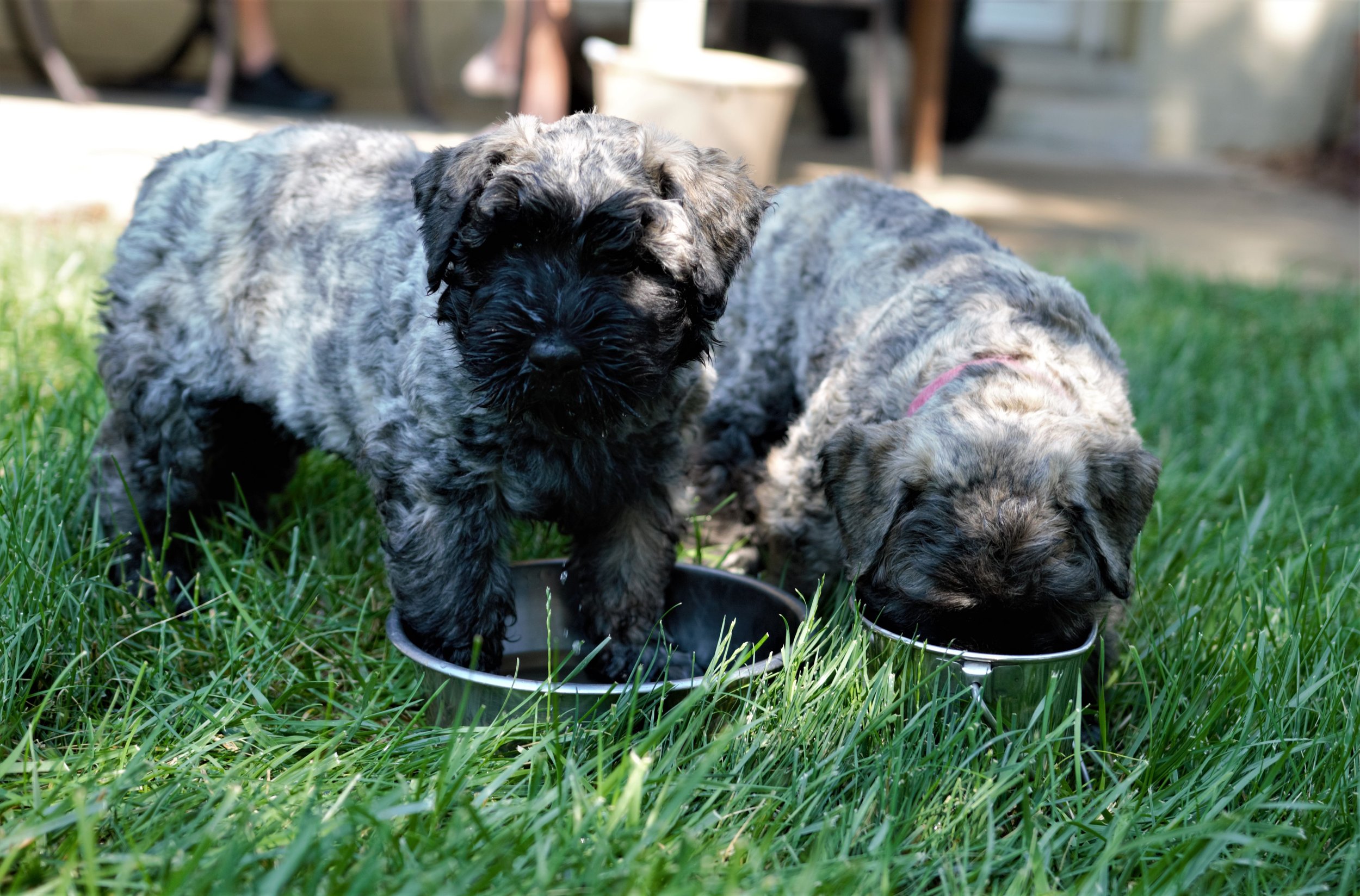 Getting a Bouvier — Bouvier Health Foundation