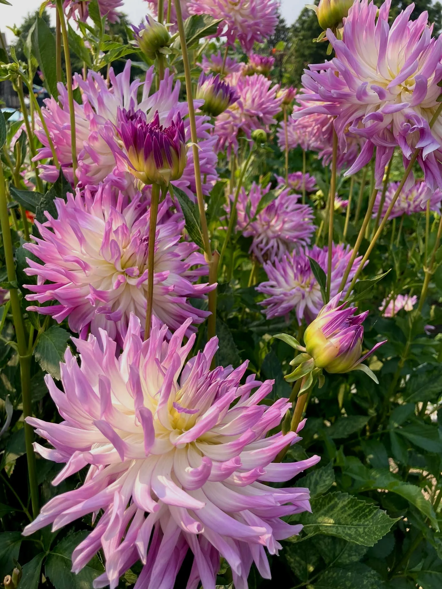 Picardo Farm & P-Patch | Explore, Grow, Volunteer