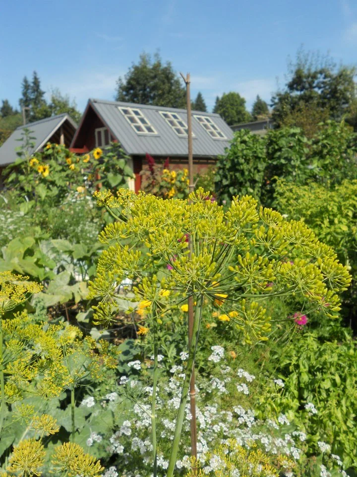 Picardo Farm & P-Patch | Explore, Grow, Volunteer