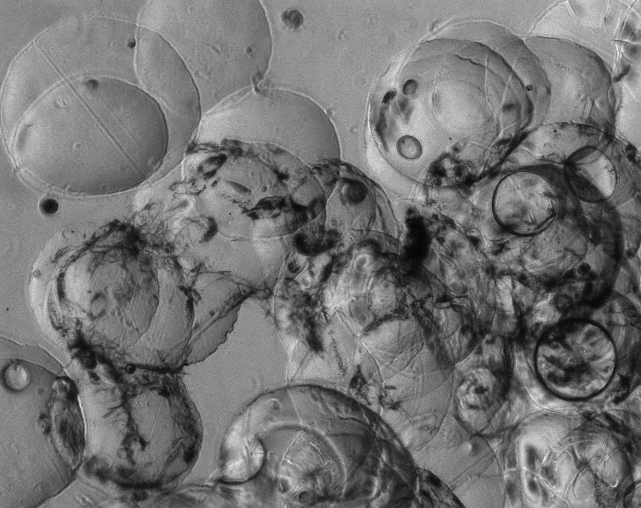 FlexiGrow solution — Carroucell