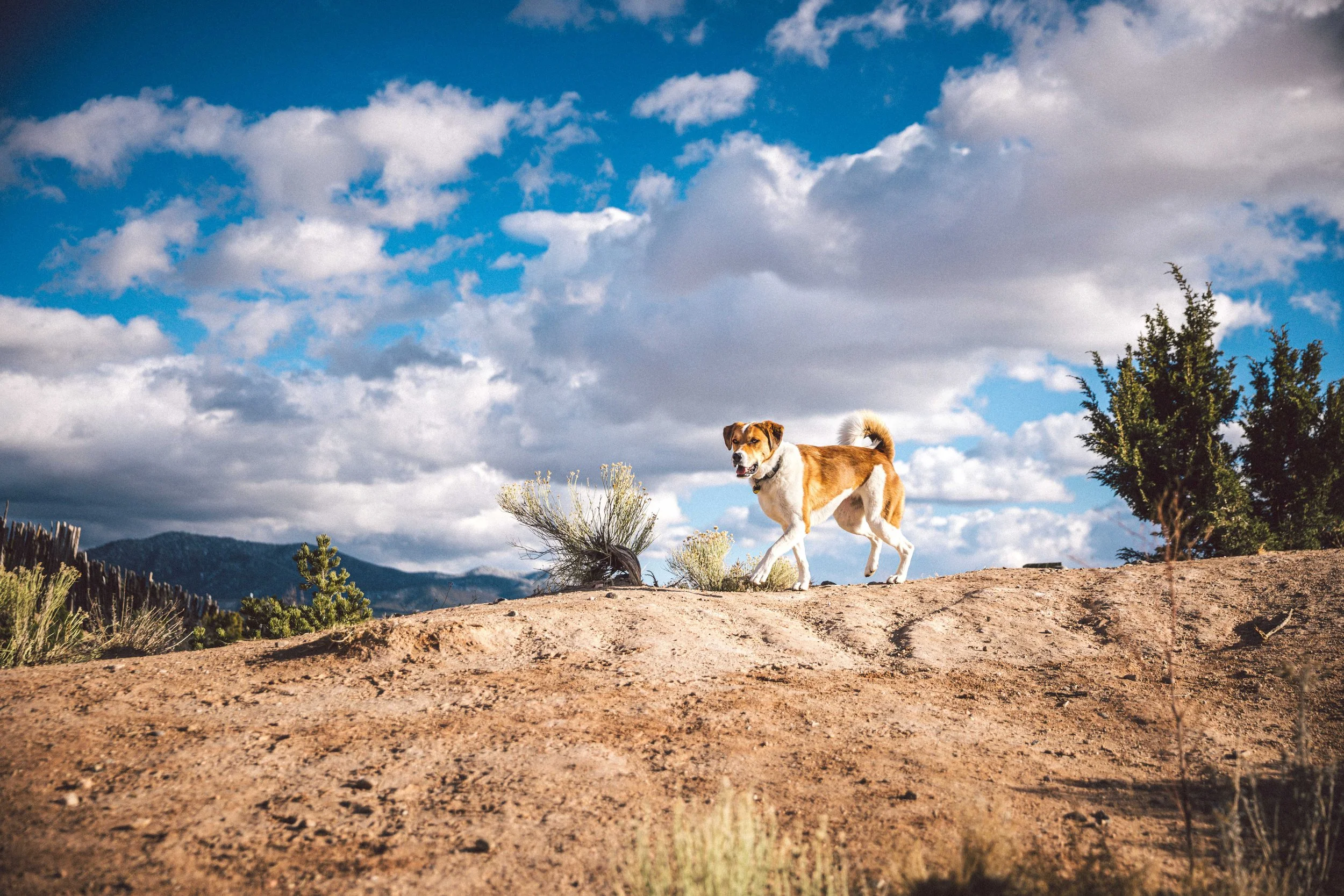 ZilkerBark in Santa Fe, NM presents: Perro Santo — ZilkerBark!