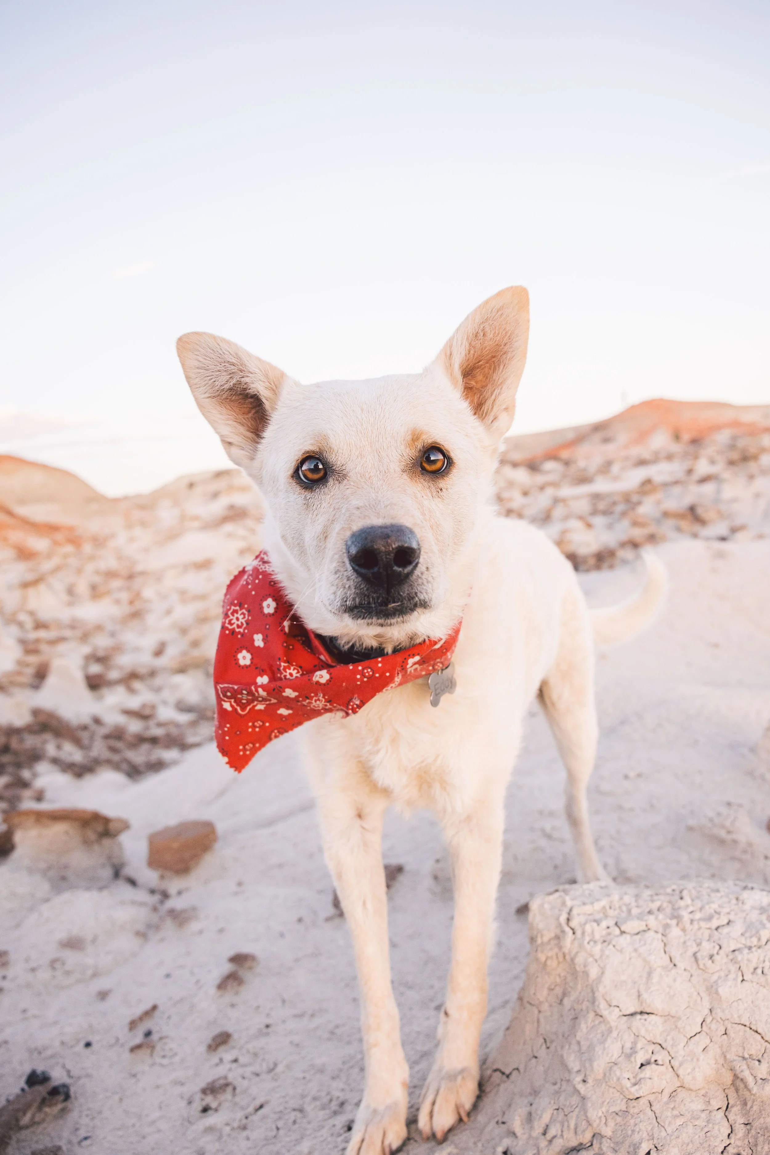 Santa Fe Sessions — ZilkerBark!