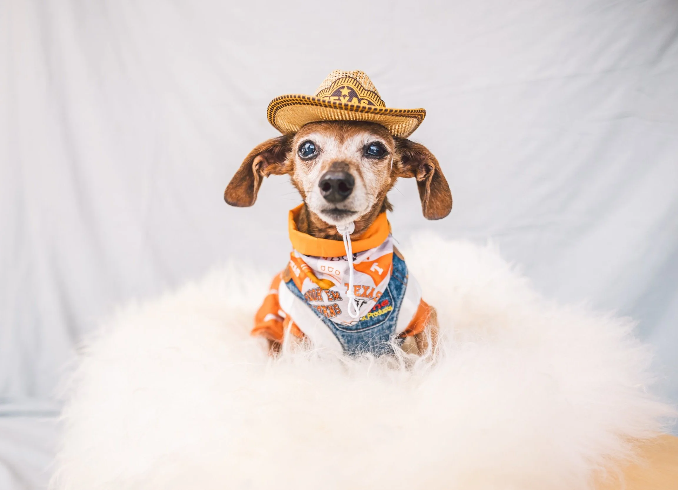 Texas Wienerfest 2025 — ZilkerBark!