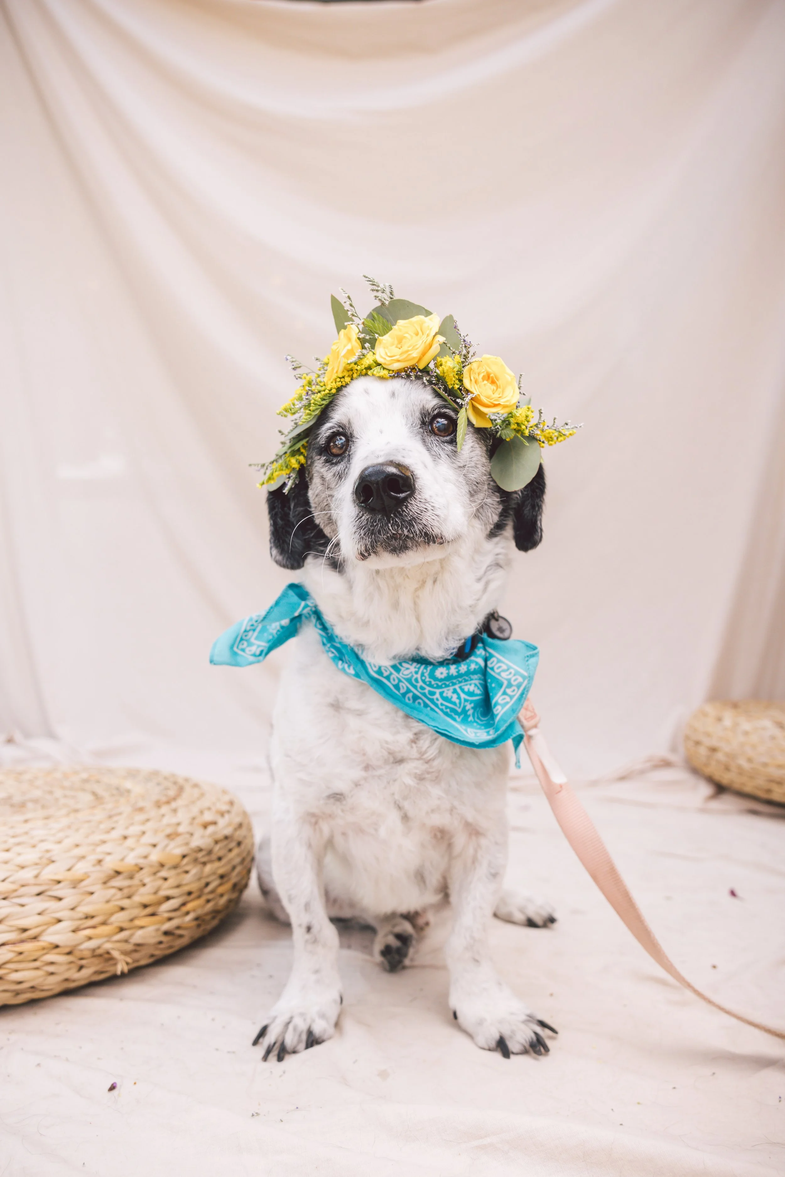 Senior Dog Meetup — ZilkerBark!