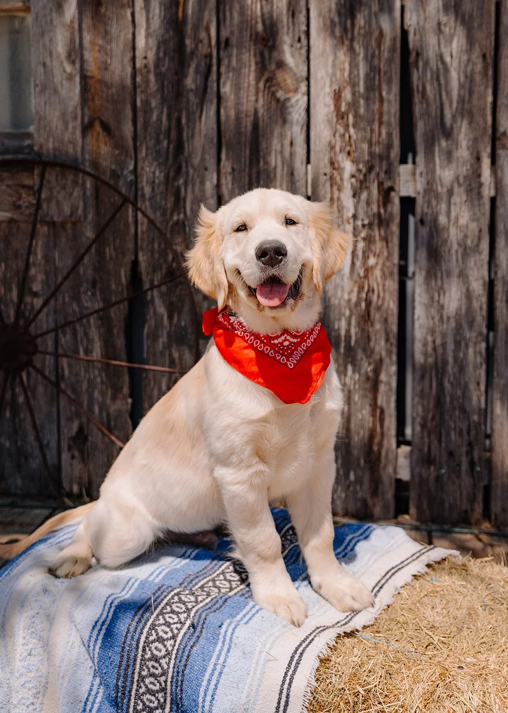 The Largest Golden Retriever Meetup in Texas — ZilkerBark!